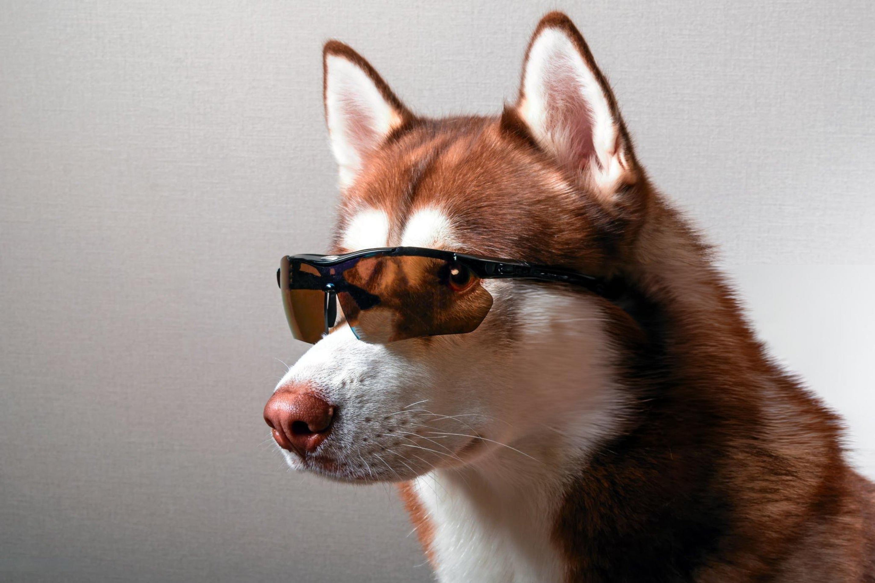 The Secret Lives of Pets: Exploring the Quirky and Fascinating Behavio